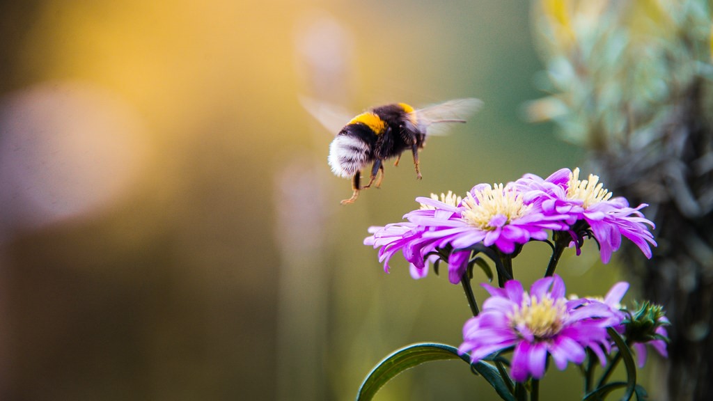 Lebah Bumblebee Bakal Pupus? - The Patriots