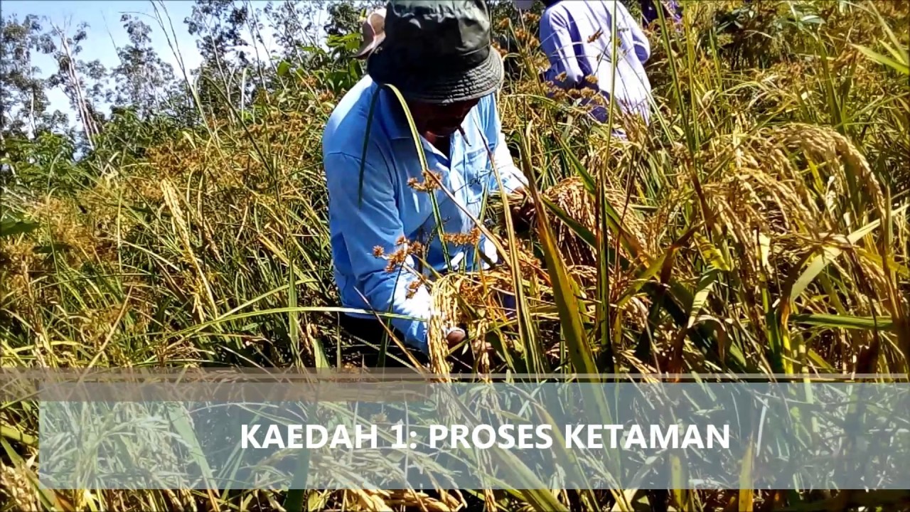 Bagaimana Etnik Rungus Menghasilkan Beras? - The Patriots