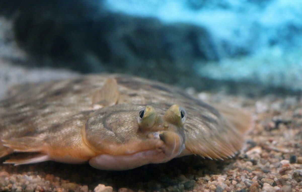 Macam Mana Ikan Sebelah Hidup Berbadan Sebelah? - The Patriots